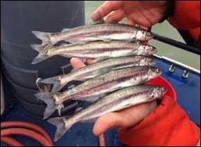Fisheries Scientists Predict Another Down Year For Eulachon, AKA ...